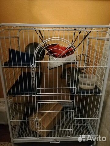 Шиншилки с клеткой