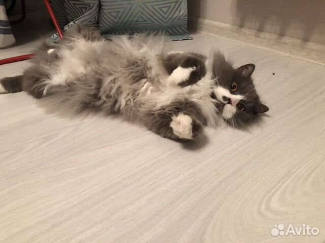 Шотландский Хайленд страйт