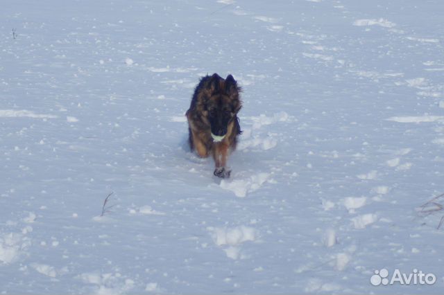 Немецкая овчарка длинношерстная