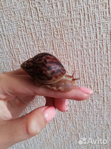 Улитка Ахатина Иммукулята