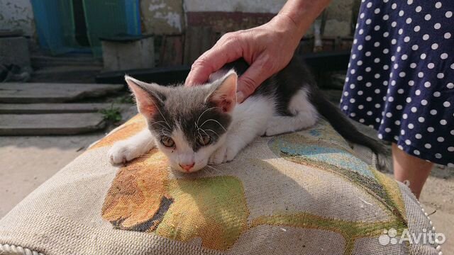 Отдам в хорошие руки