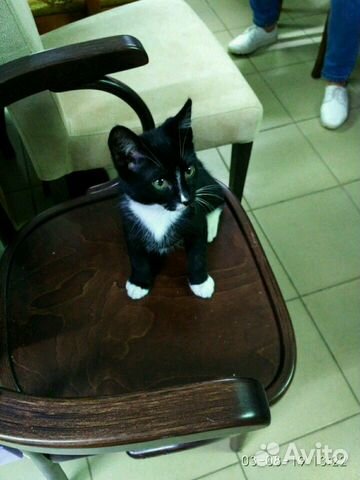 Котята-маркизики