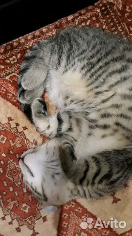 Мраморный британец, мальчик