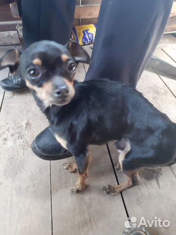 Продам той терьера