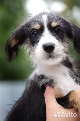 Милая девочка Брусника ищет дом