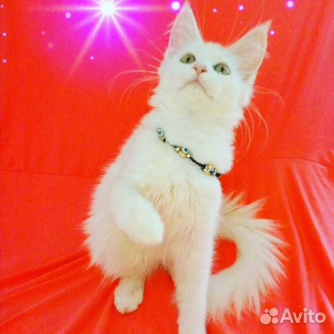 Мейн Куненочка