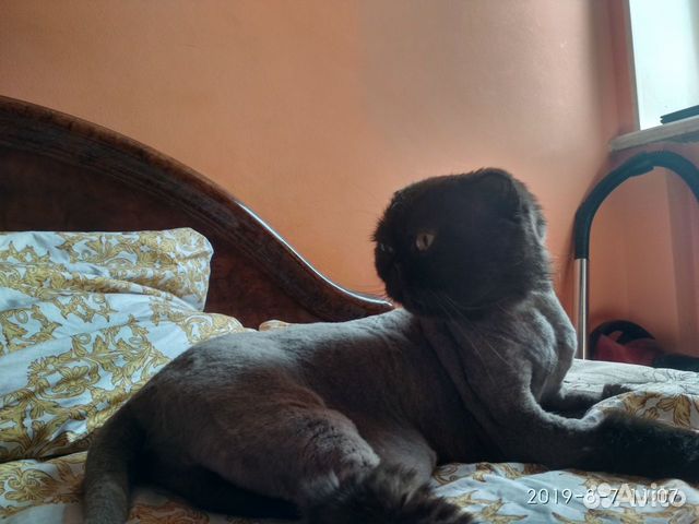 Вислоухая шатландка