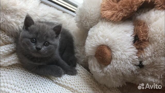 Британочка плюшевая