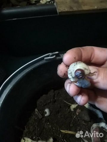 Черви, личинка майского жука