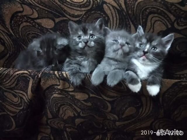 Котята,помесь двух шикарных пород(мама-голубая шве