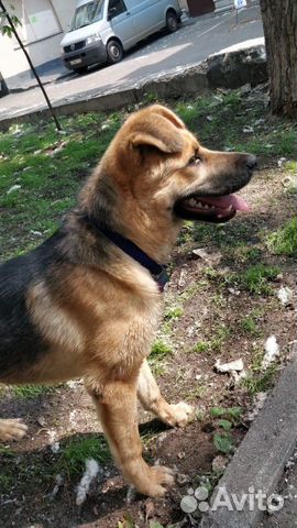 Отдам щенка 10 месяцев