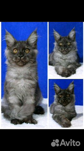 Нежные Гиганты Мейн кун