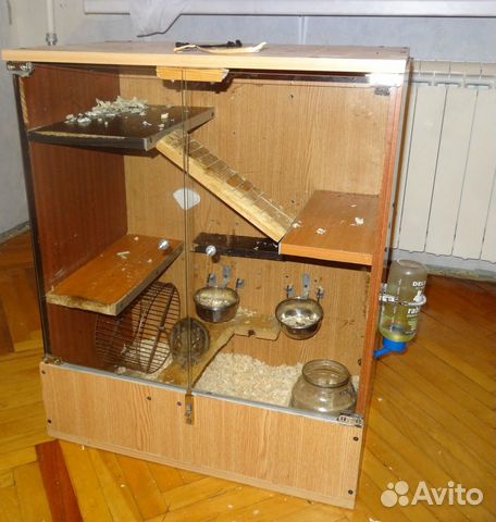 Дегу с домиком-витриной