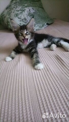 Продам Мейн кун