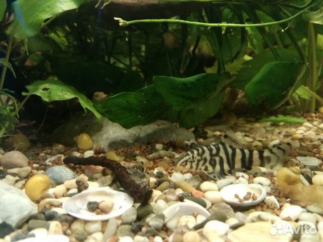 Скалярия самка и боция мраморная