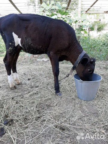 Бычок на дальнейший откорм или мясо