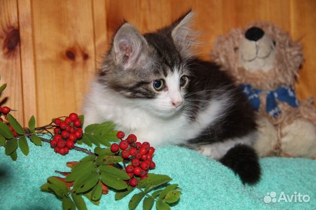 Пушиночка лапушка ищет дом