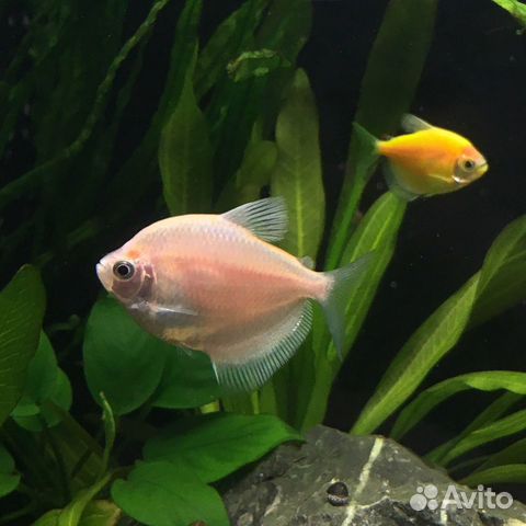 Теренции гло фиш