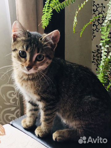 Котята