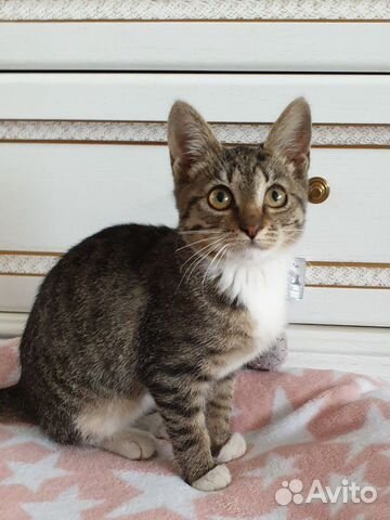 Все кошки как кошки, а я Суперзвезда