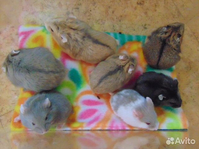 Хомяки - кэмпбелла редкие окрасы, клетки