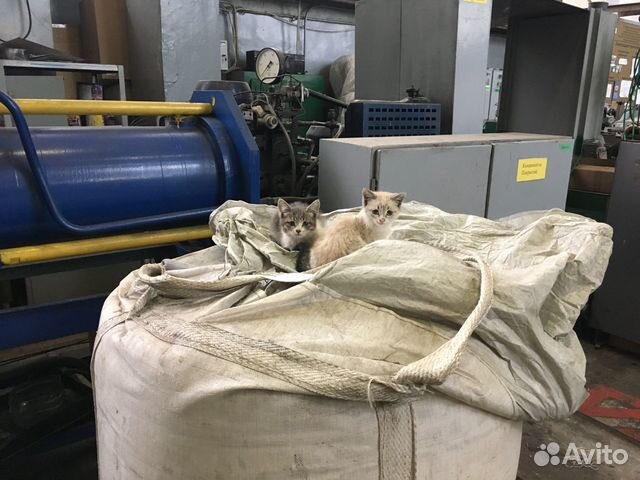 Котэйки