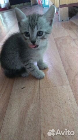 Ласковые котятки ищут дом