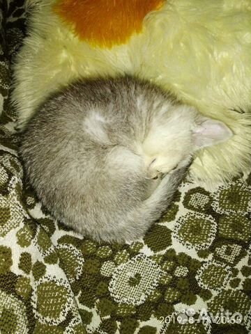 Отдам котенка