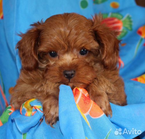 Яркий рыжик