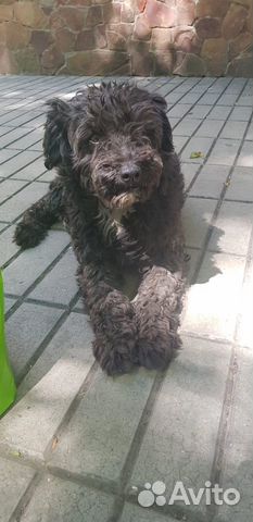 Пёсик Чапа мальчик 3 года в добрые руки