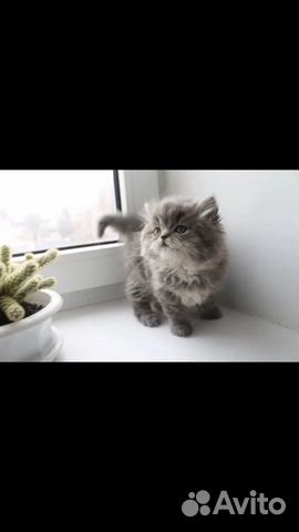 Продаю котят