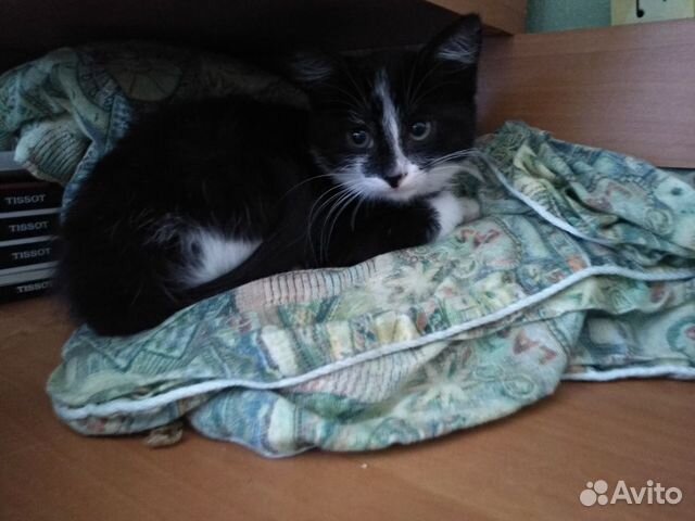 Маленькая красавица