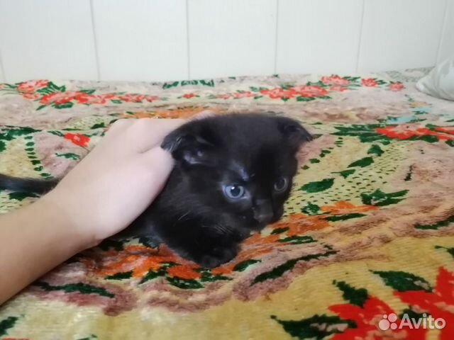 Котенок вислоухий