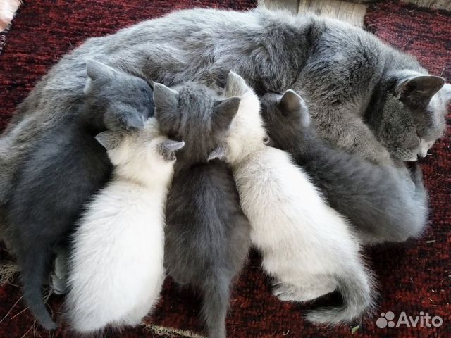 Британские котята