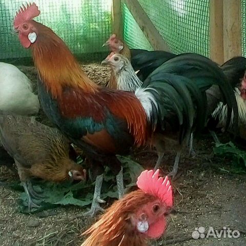 Семья феникс