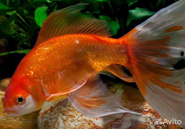 Комета. Карась красный