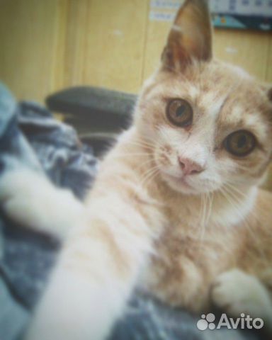 Котенок ищет дом