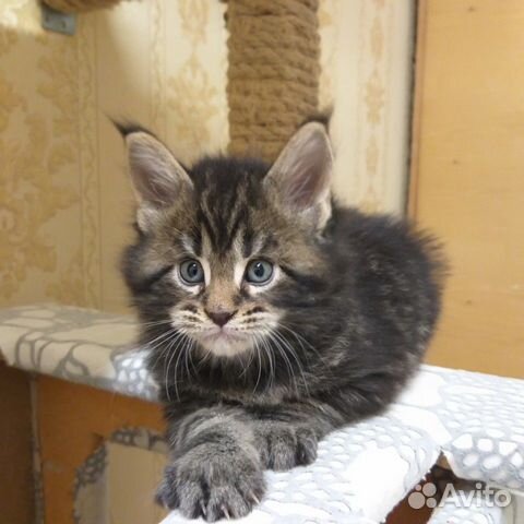 Мейн-кун чёрный мрамор мальчик и девочки