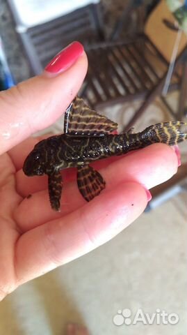 L сомы: L340 самец