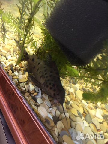 Сом в добрые руки