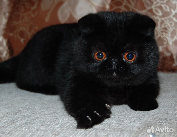 Экзотический котик