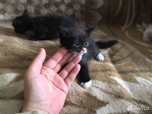 Красивый котик