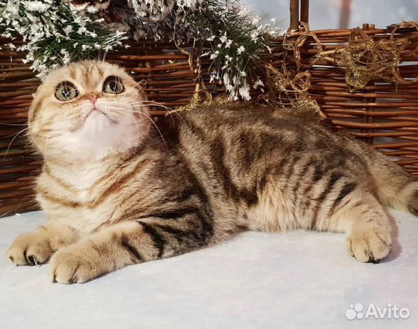 Отдам в добрые ответственные ручки кошку