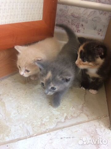 Котята в добрые руки