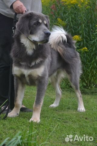 Щенок тибетского мастифа редкого окраса