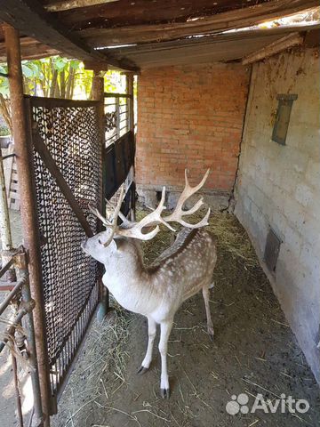 Лань Европейская