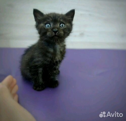 Котенок по имени Уголёк