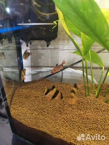 Барбусы и миноры