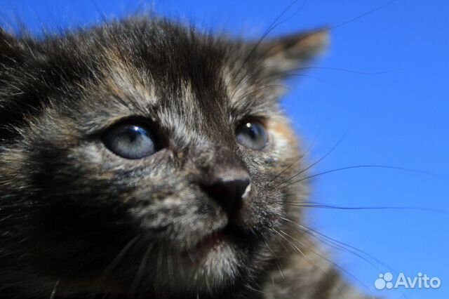 Милая трехцветная кошечка