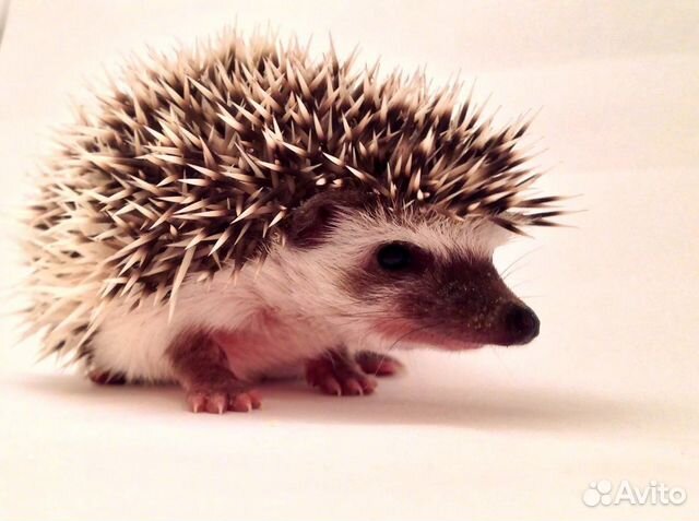 Ёж (африканский карликовый ежонок)